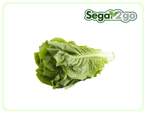 Segar2go Malaysia Romaine Lettuce, 1 pack - Fresh & Crisp