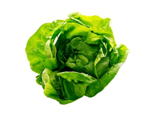 Segar2go Butterhead Lettuce | myaeon2go